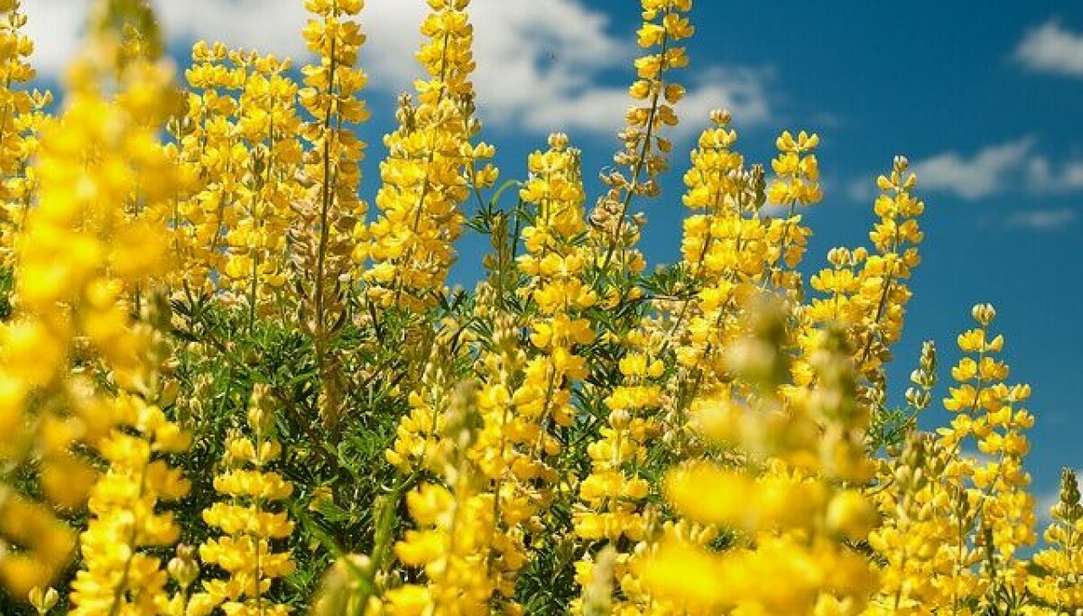 Lupino AluProt®, la proteína del futuro. Conoce más de esta ...